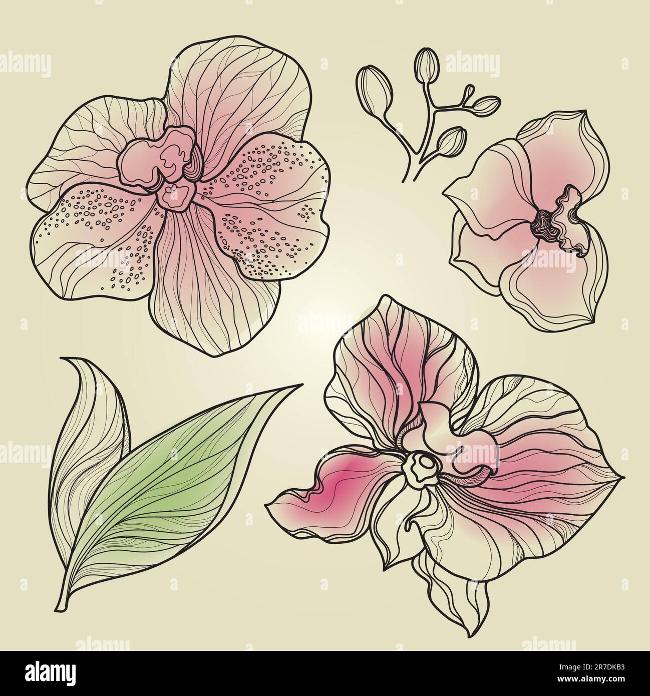 Set of floral orchid design elements (from my big "Flower-set ...
