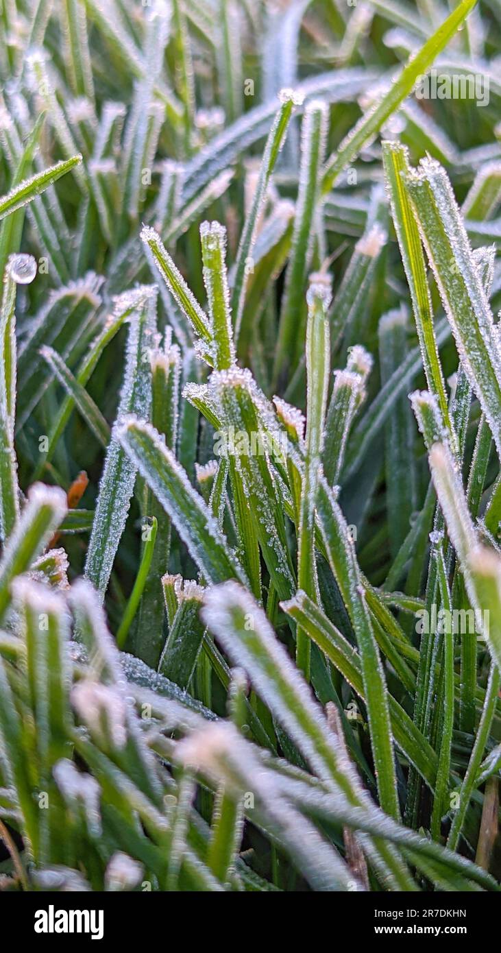 A close-up shot of a grassy field in winter, with frost covering the ...