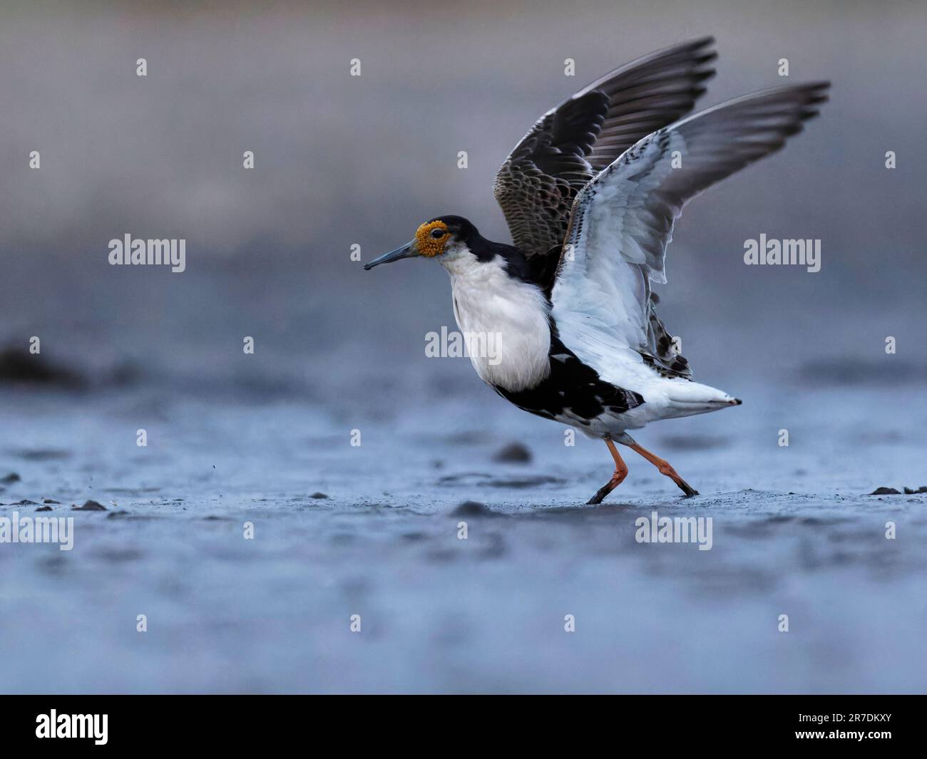 Ruff bird close up hi-res stock photography and images - Alamy