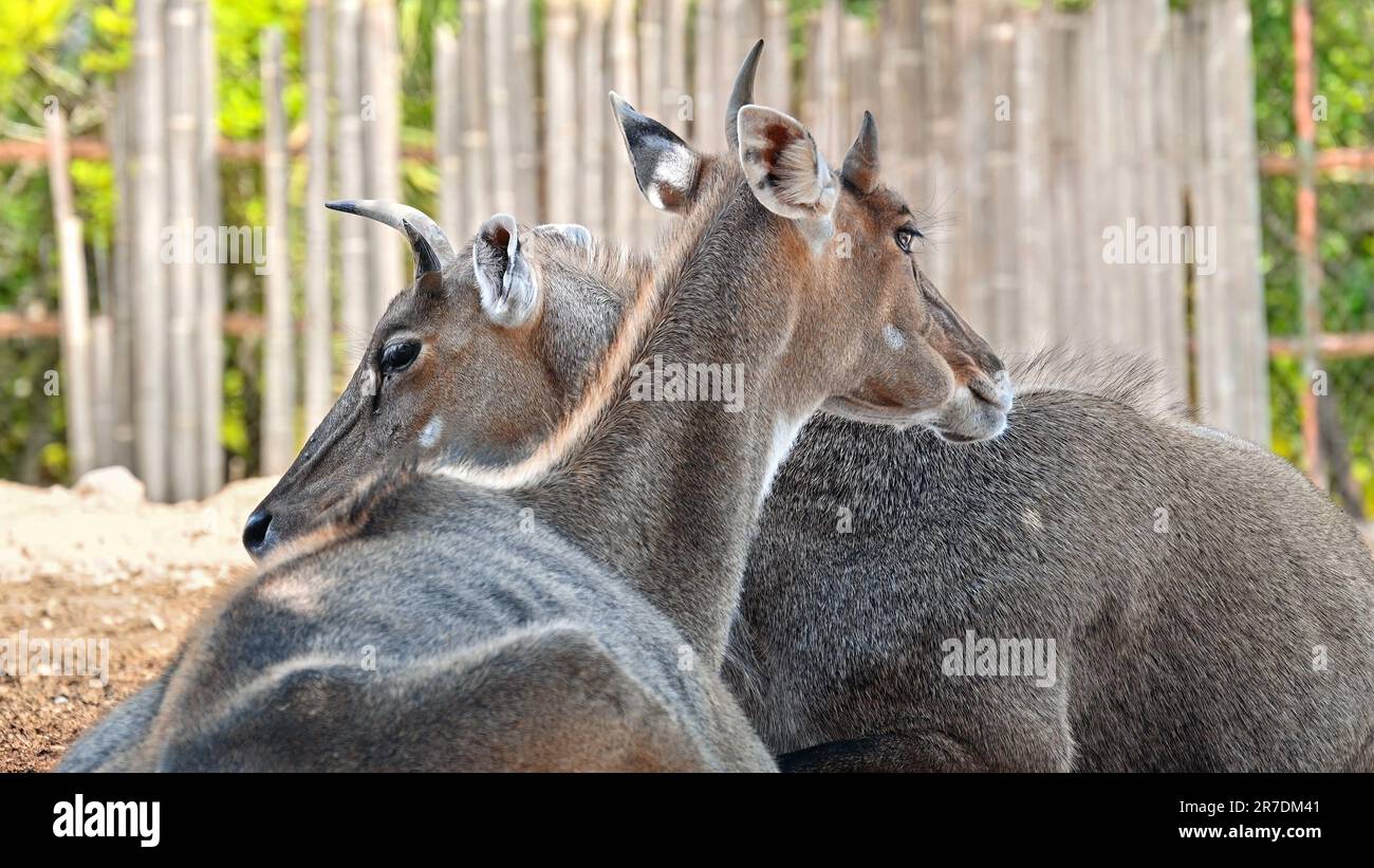 Nilgais hi-res stock photography and images - Alamy