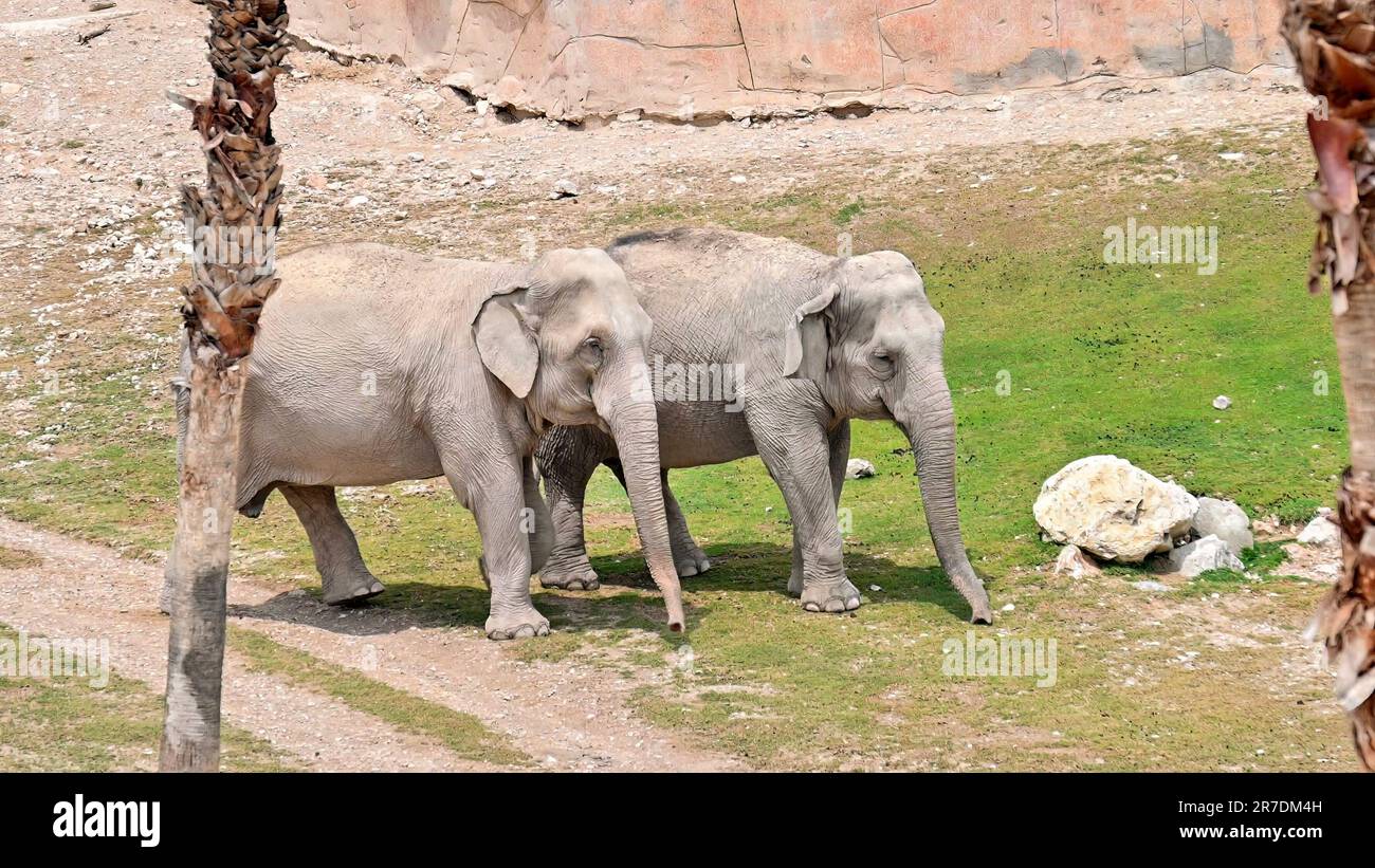 Two elephants in Terra Natura zoo Stock Photo - Alamy