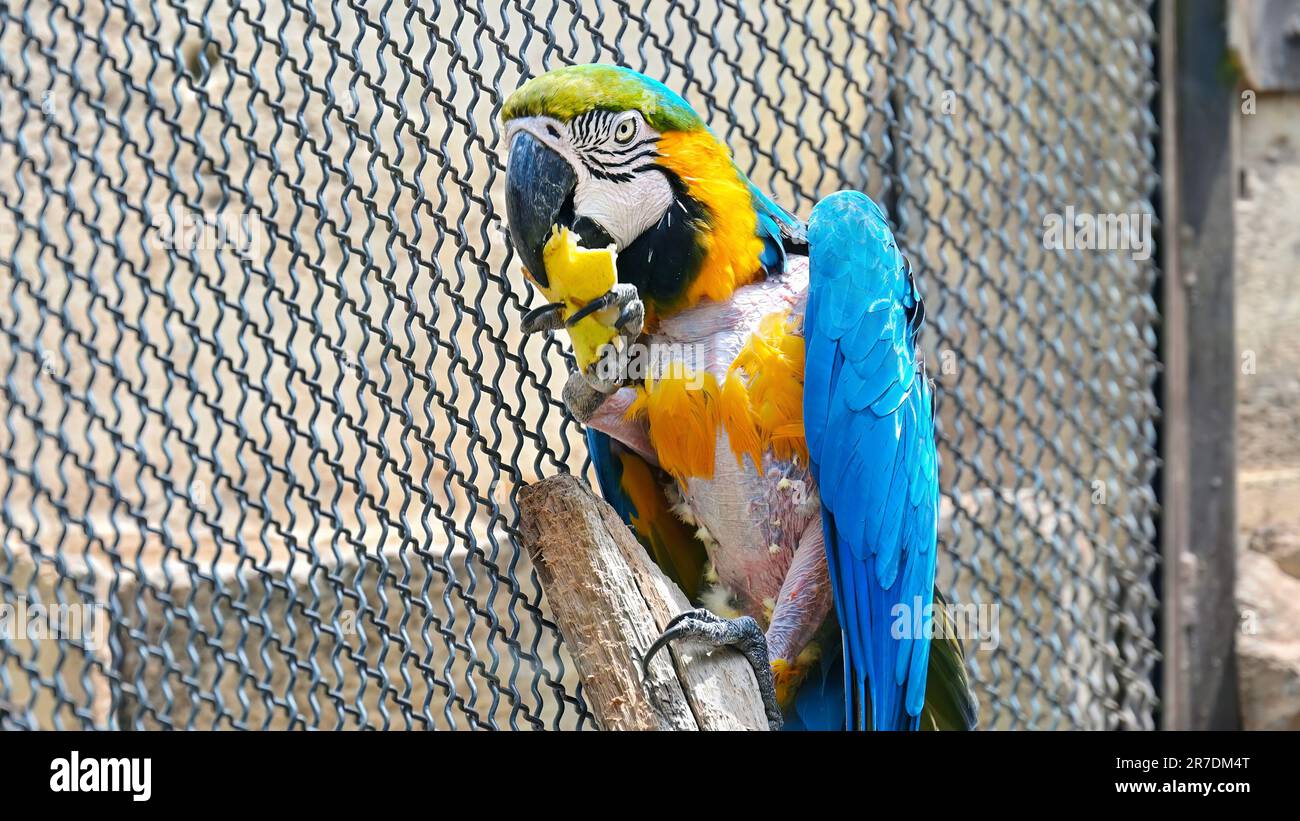 View of a macaw parrot eating in Spain Stock Photo - Alamy