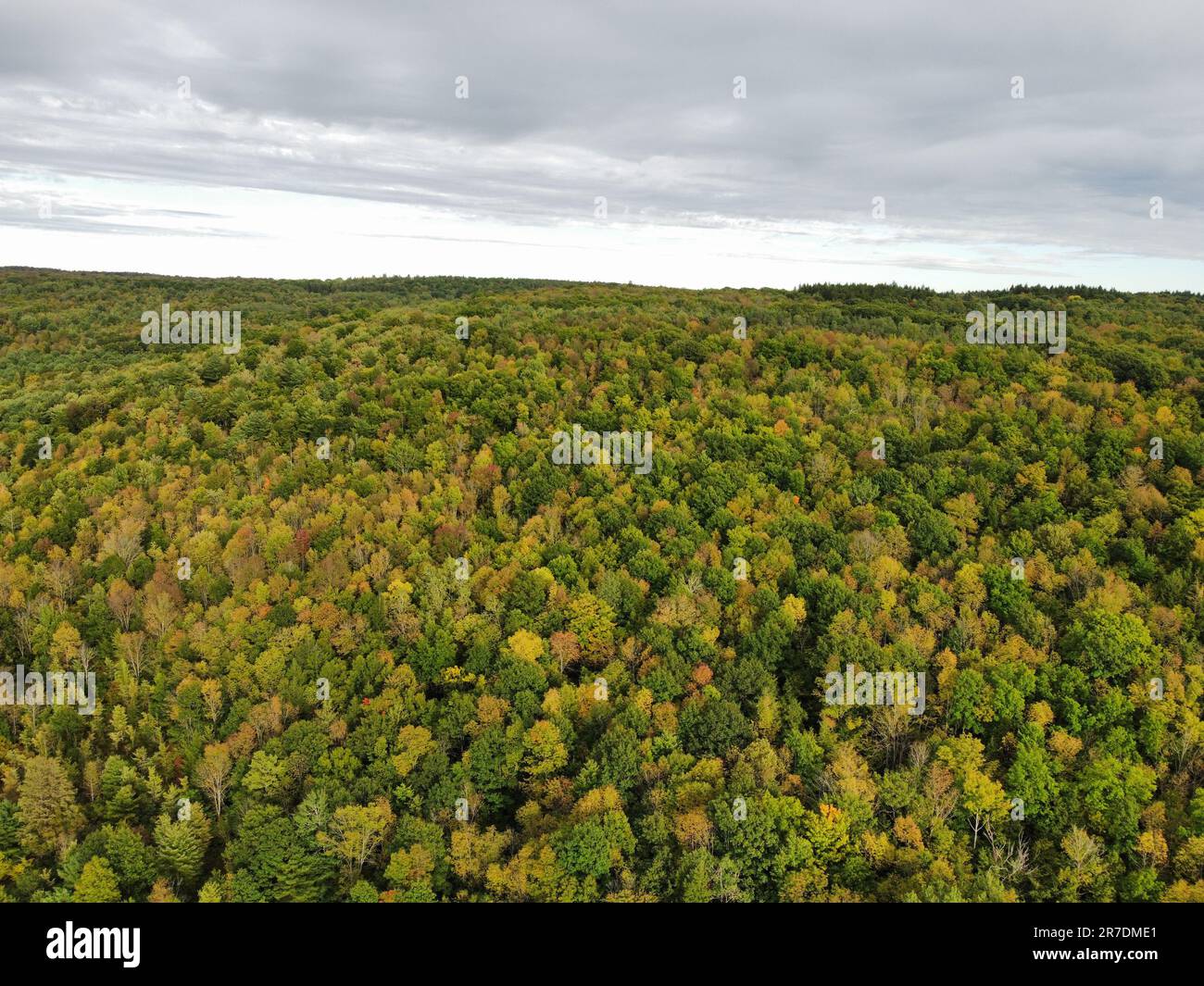 A scenic view of a natural wilderness landscape, featuring tall pine ...