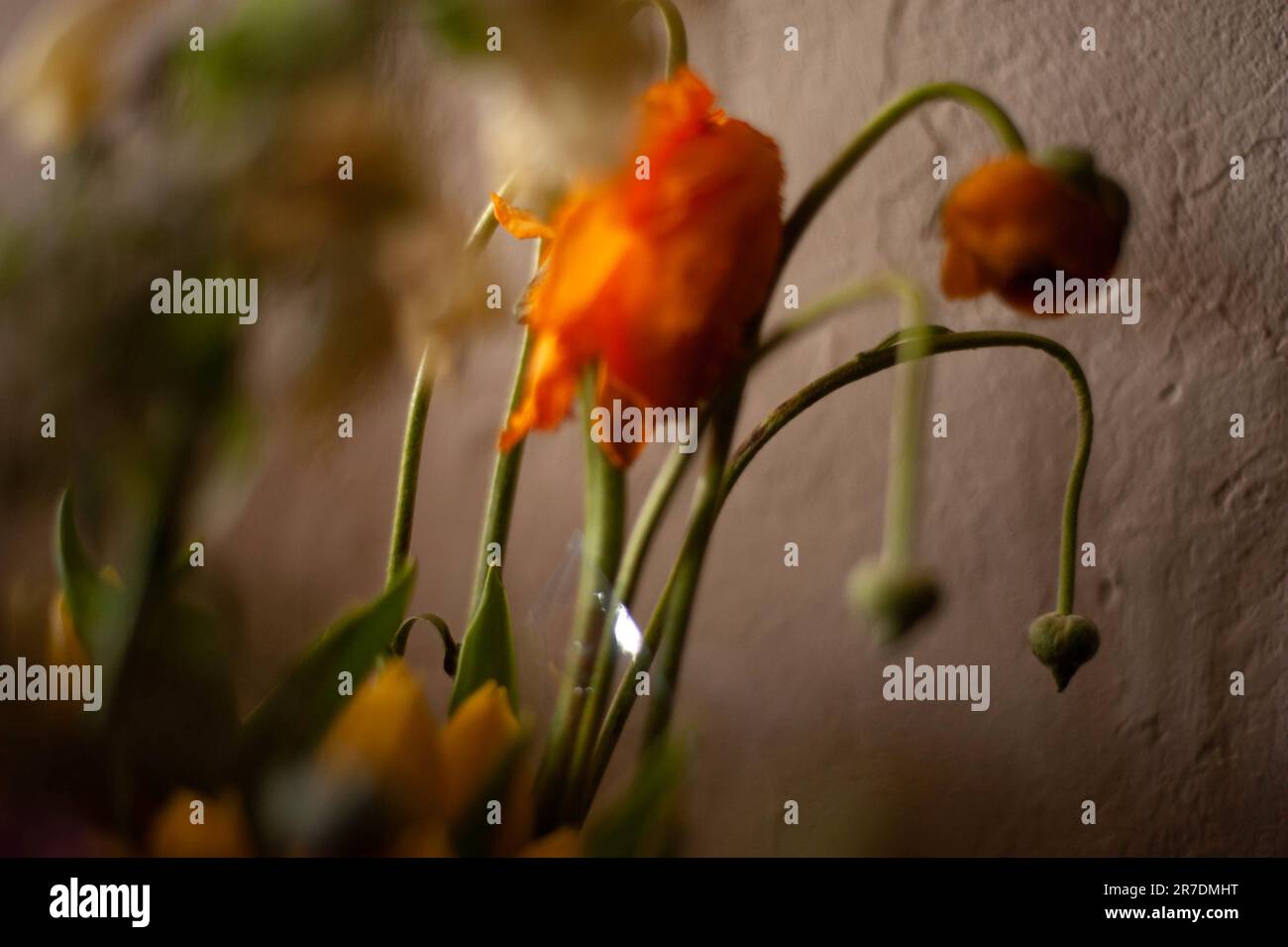 Orange Ranunculus flowers Stock Photo - Alamy