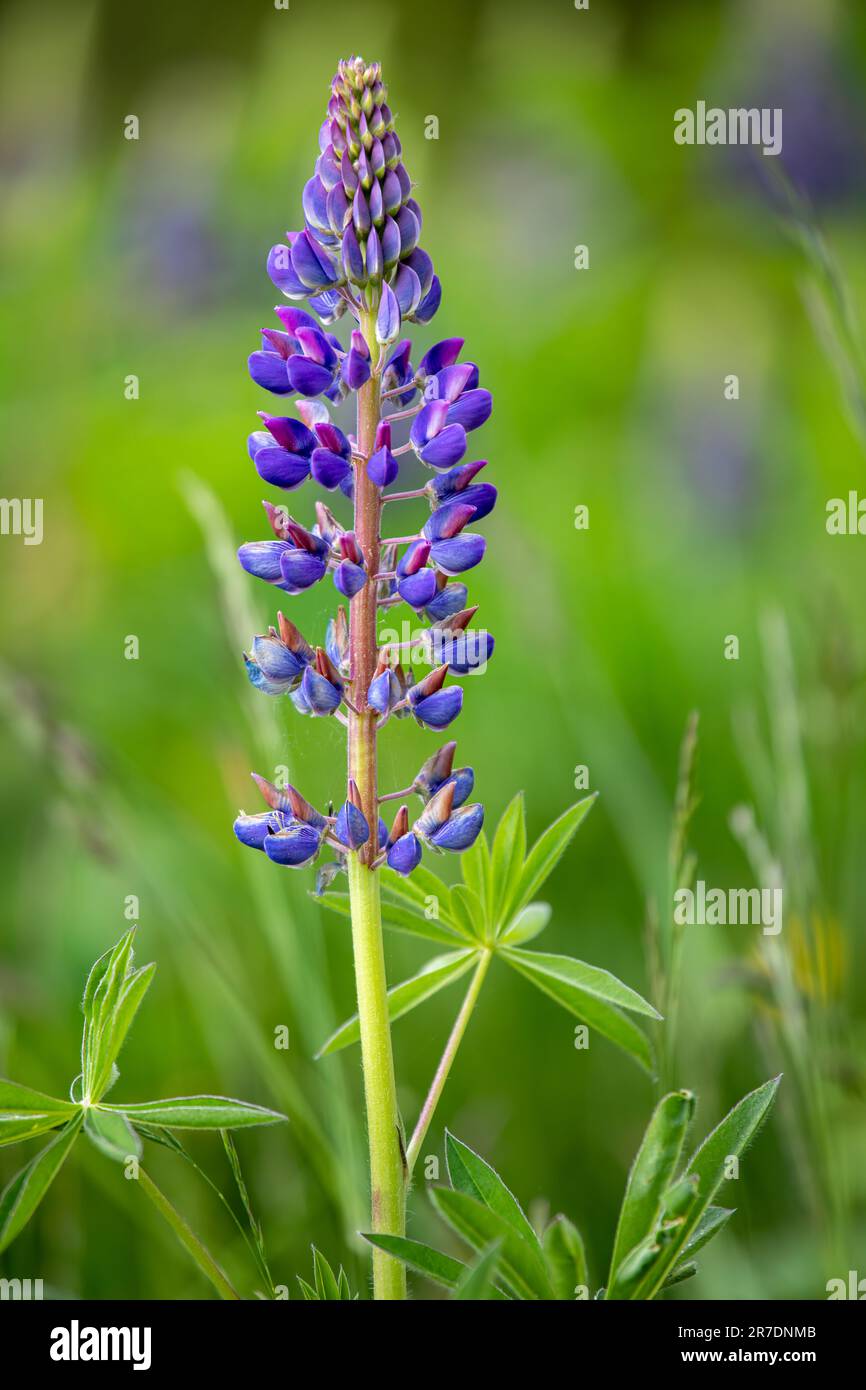 Lupine close up hi-res stock photography and images - Alamy