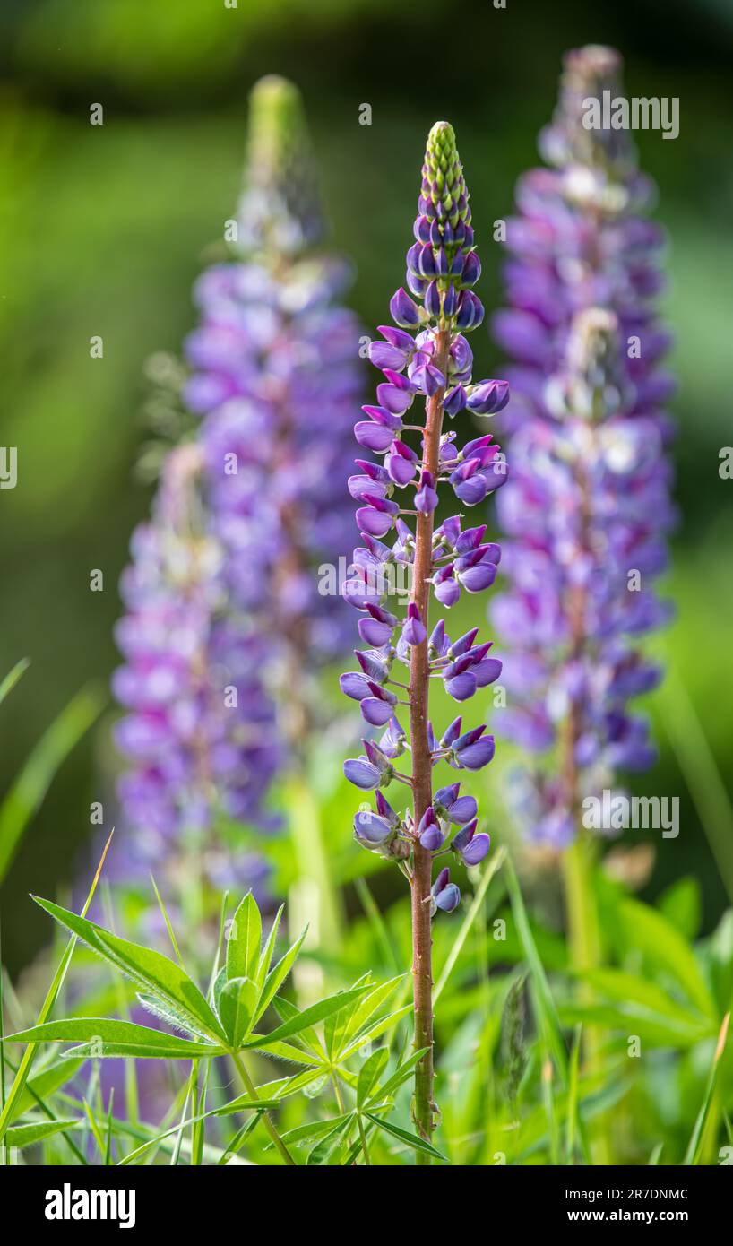 Lupinus polyphyllus, the large-leaved lupine. Blue flower close up in ...