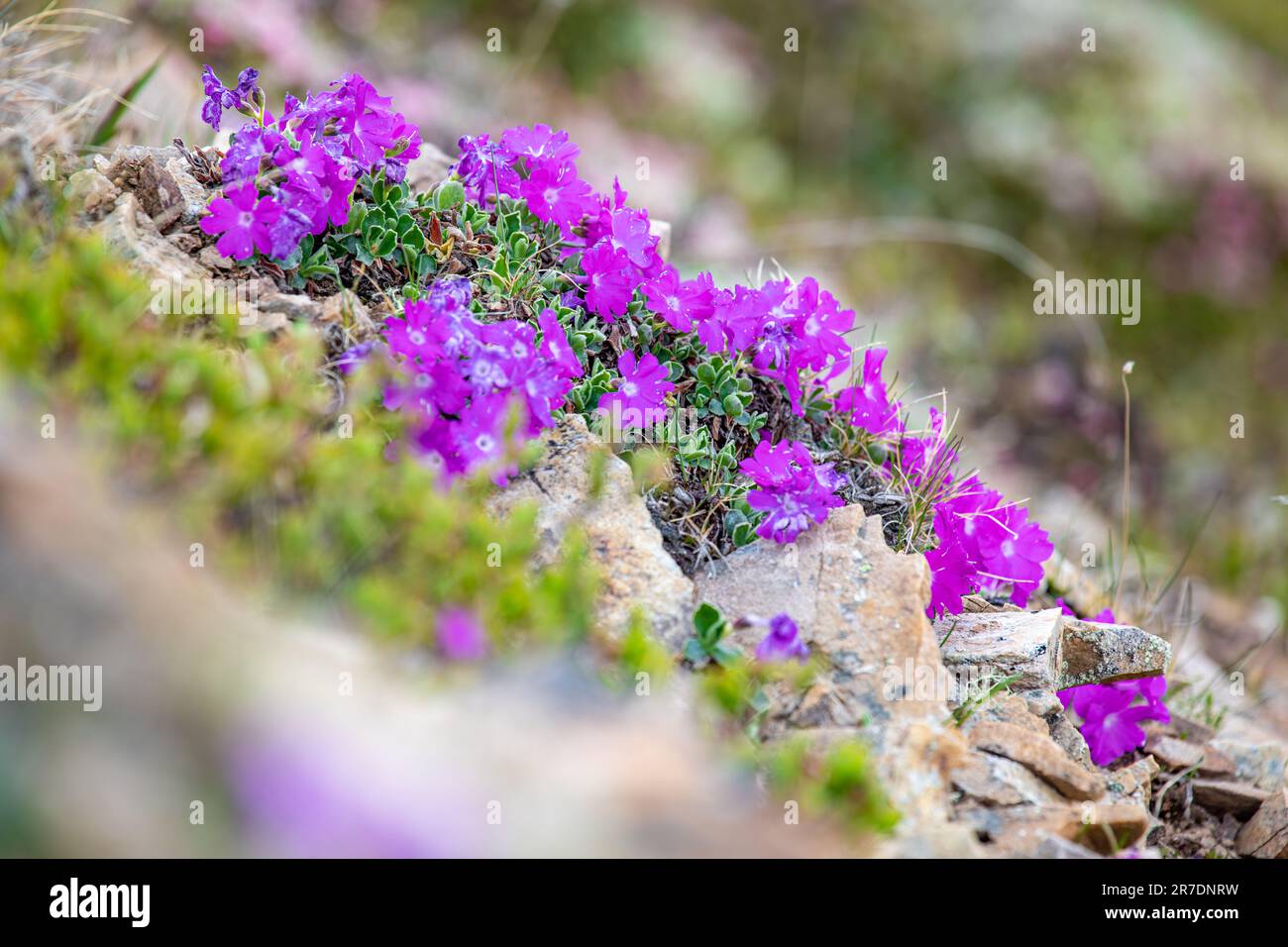 Rare alpine flower hi-res stock photography and images - Alamy