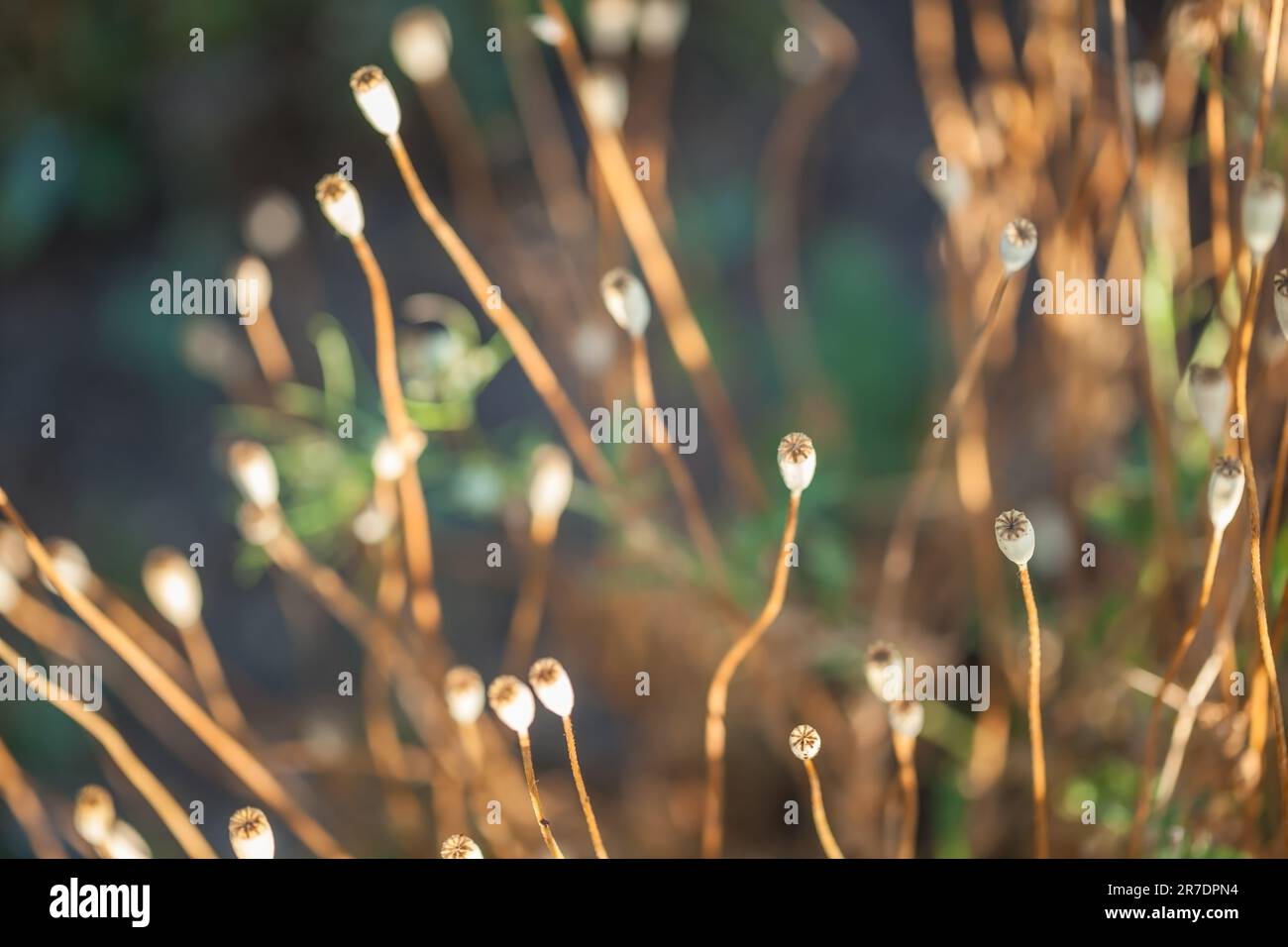 Blurred poppy boxes background. Natural background with brown accent ...
