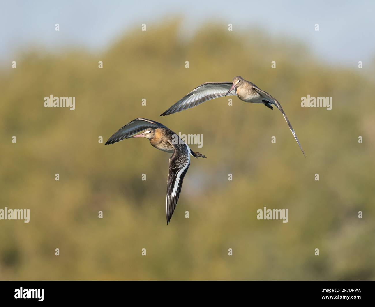 Two birds soar through the sky in perfect harmony, with the sun shining ...