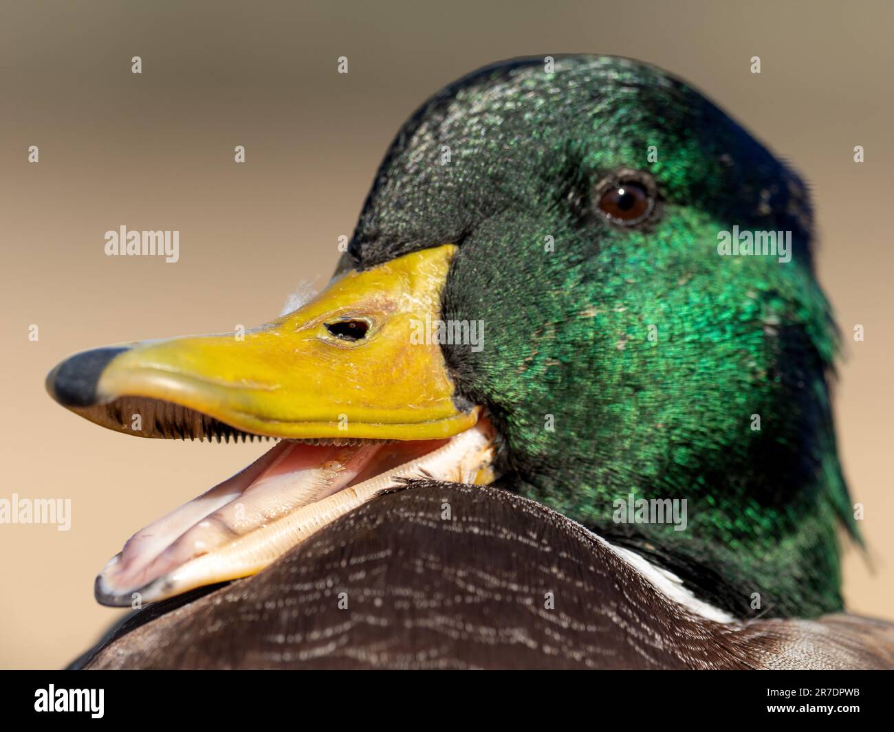 A black and green-colored duck is standing in profile with its bill ...