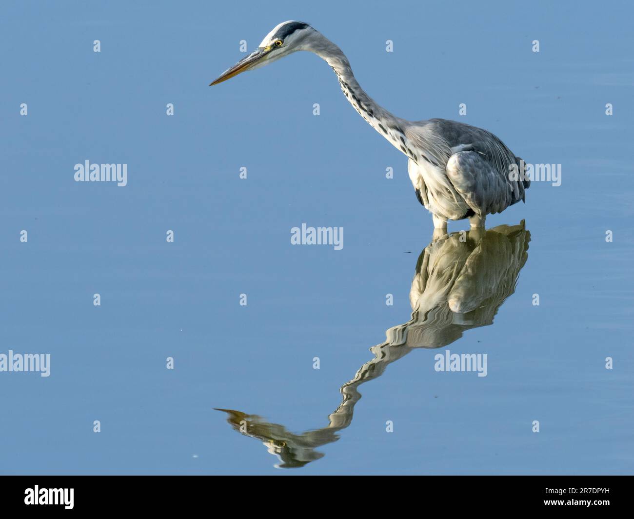 A beautiful bird is standing in a tranquil body of water, gazing in ...