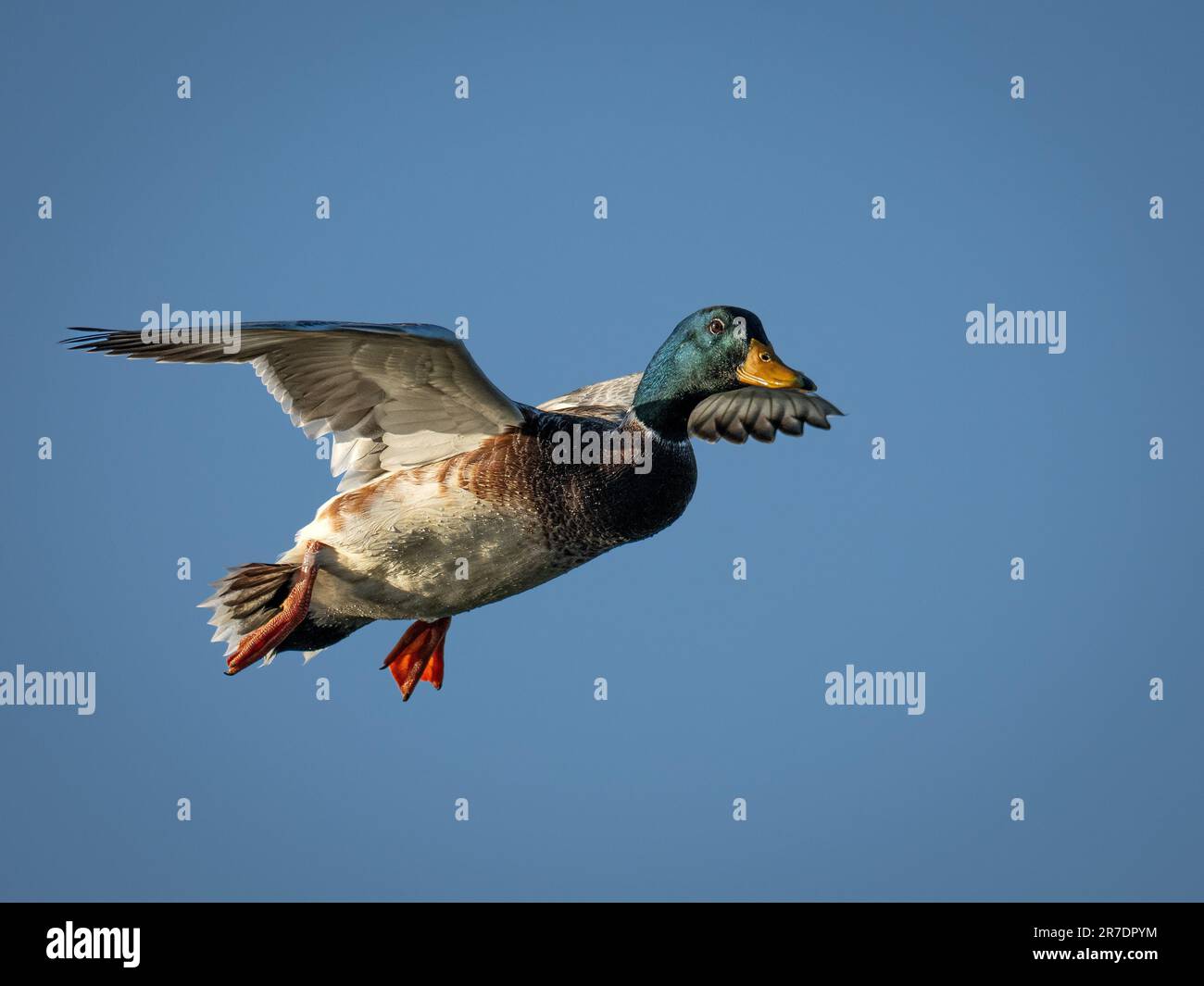A duck is pictured gracefully soaring through a pristine blue sky, its ...