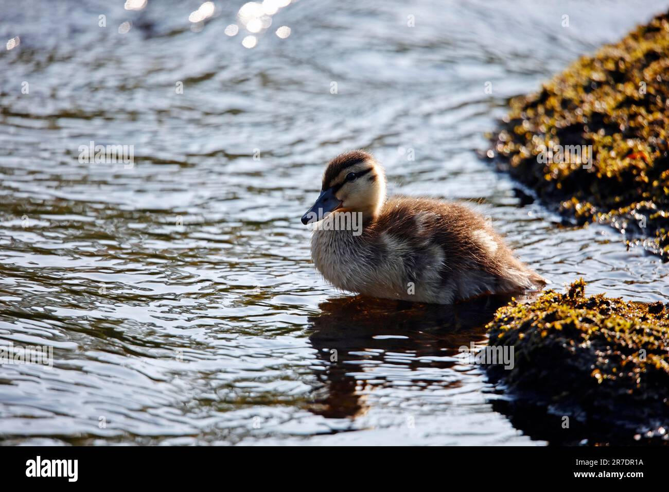 Duckling wetlands hi-res stock photography and images - Alamy