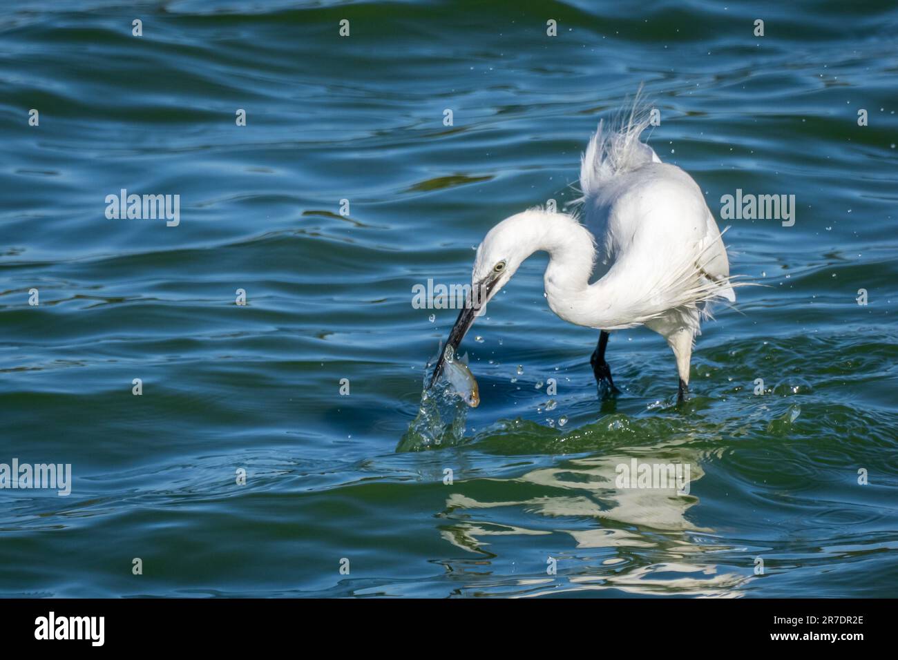 A seagull gliding through the ocean with its head submerged below the ...