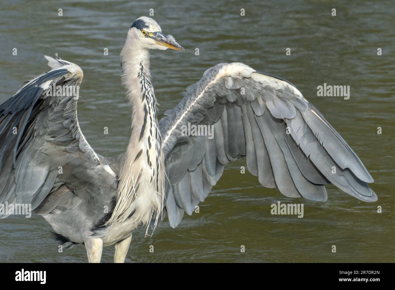 A majestic white bird stands in the shallow waters of a tranquil lake ...