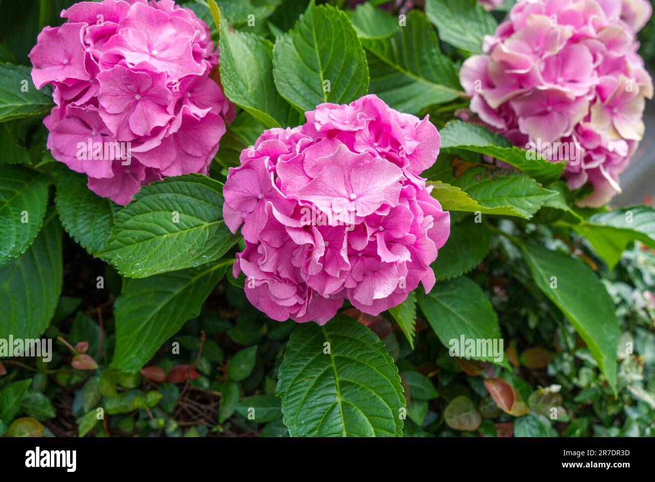 Blooming pink hydrangeas in the garden. Shilin Official Residence ...