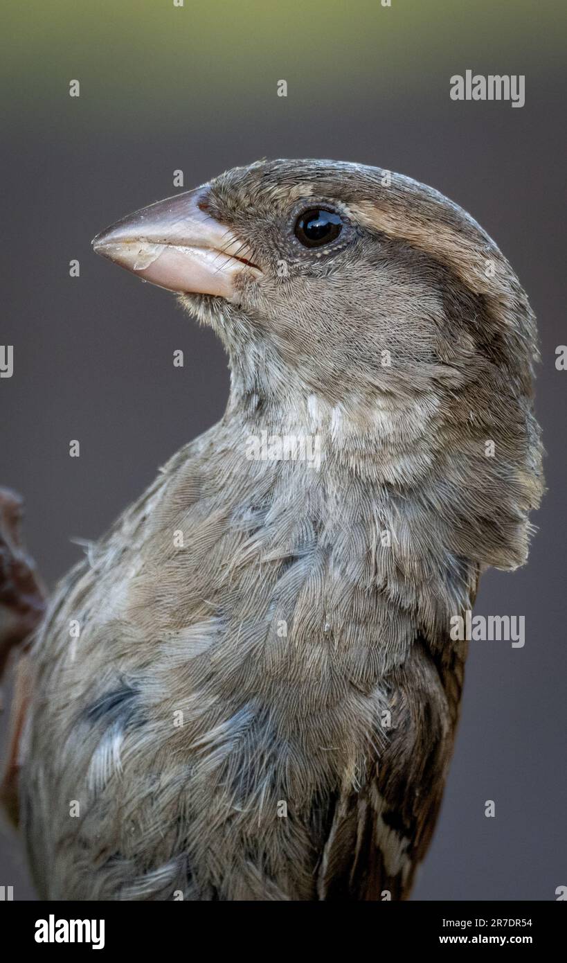 A close-up shot of a bird gazing directly at the camera from a low ...