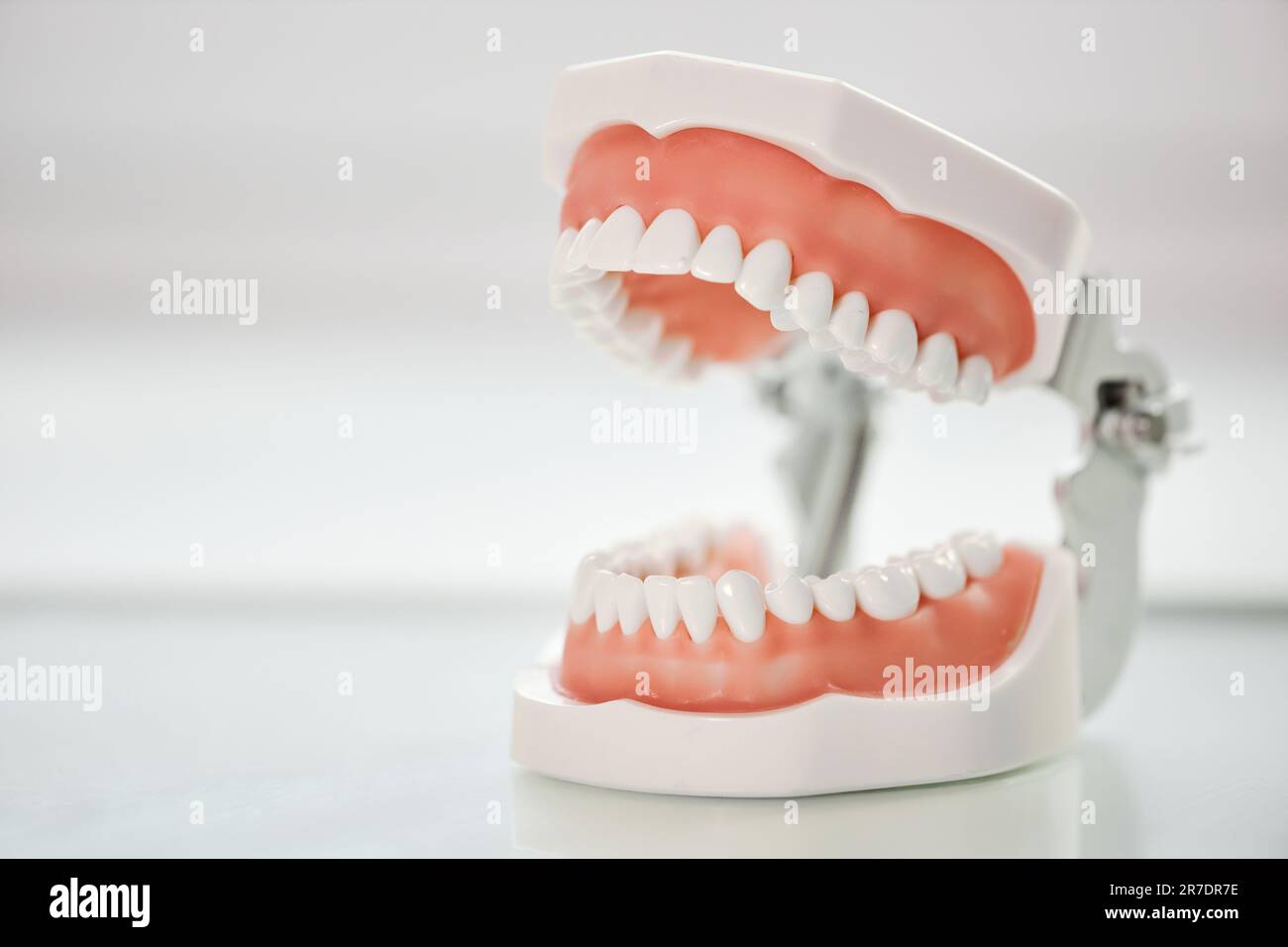 Closeup background image of open jaw and teeth model in dental clinic ...