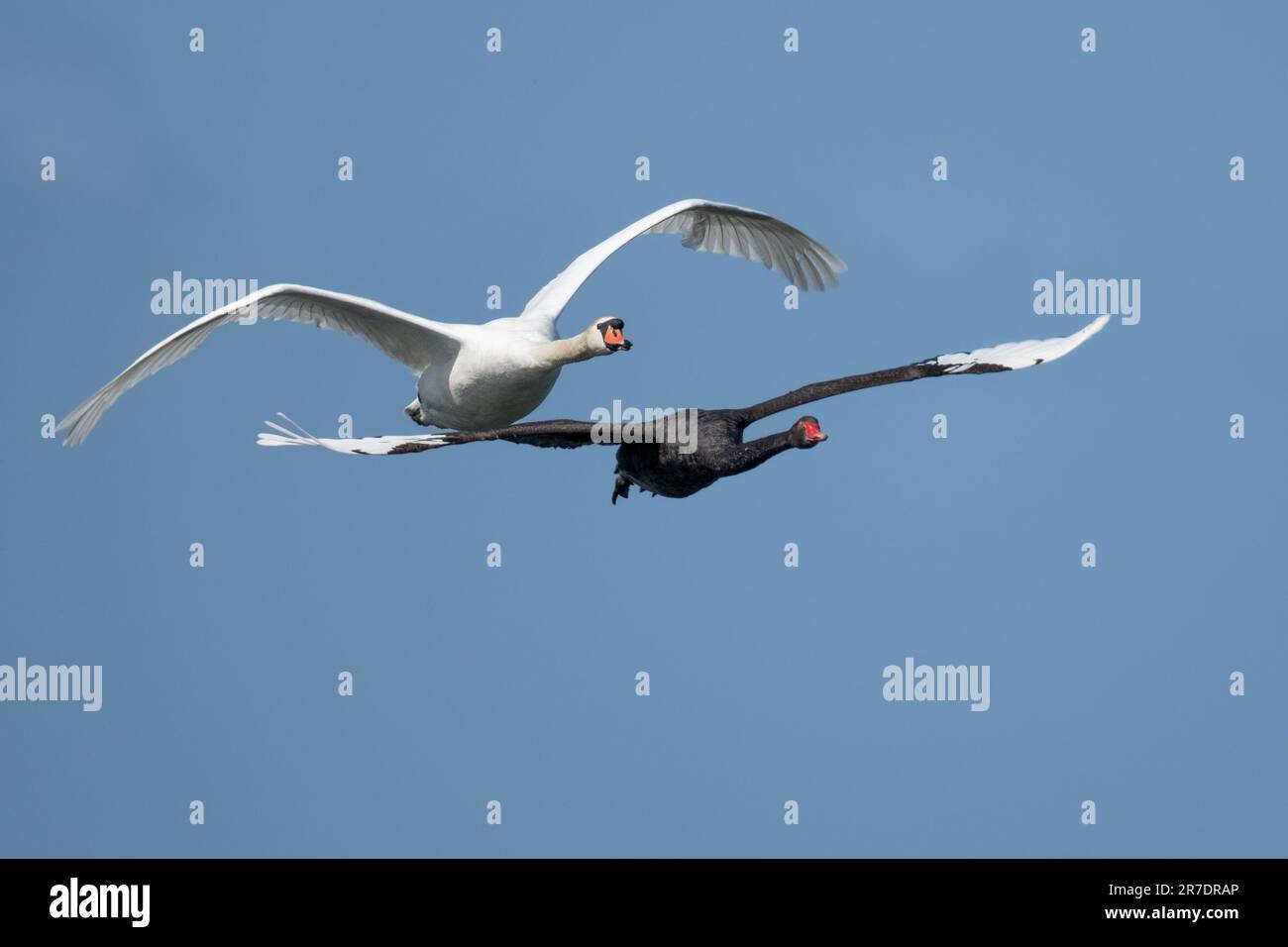 Two birds soaring in unison in a vibrant blue sky, their beaks ...