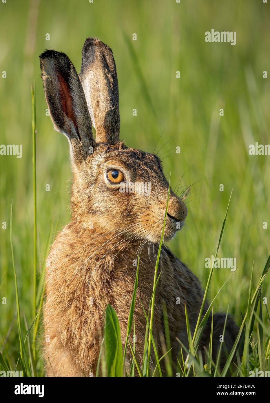 A white rabbit with bright yellow eyes sitting in lush green grass near ...