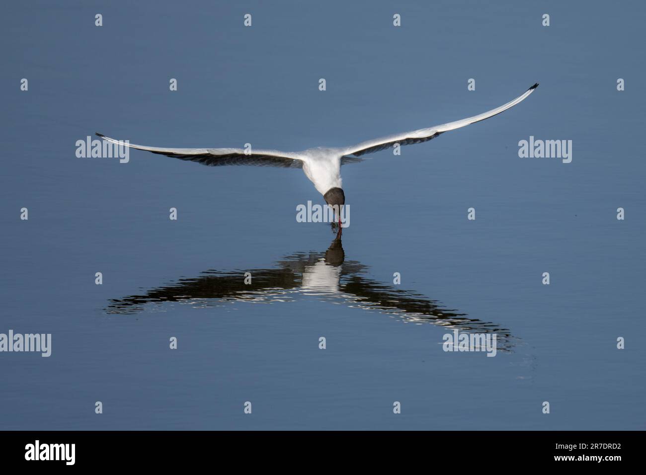 Wings outstretched above body hi-res stock photography and images - Alamy