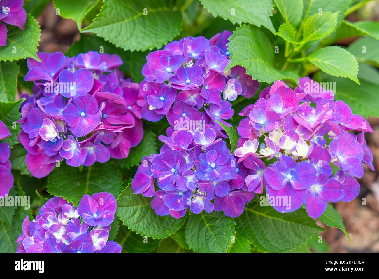 Blooming blue, purple, pink, white hydrangeas in the garden. Shilin ...