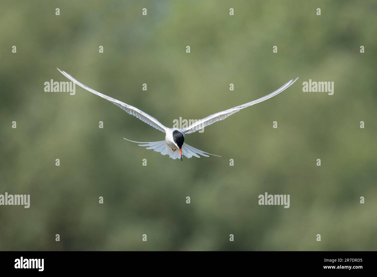 A bird is captured in mid-flight, its wingspan fully extended and ready ...