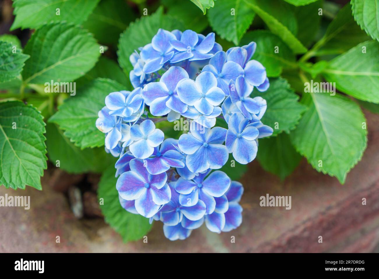 Blooming blue, white hydrangeas in the garden. Shilin Official Residence Hydrangea Exhibition ...