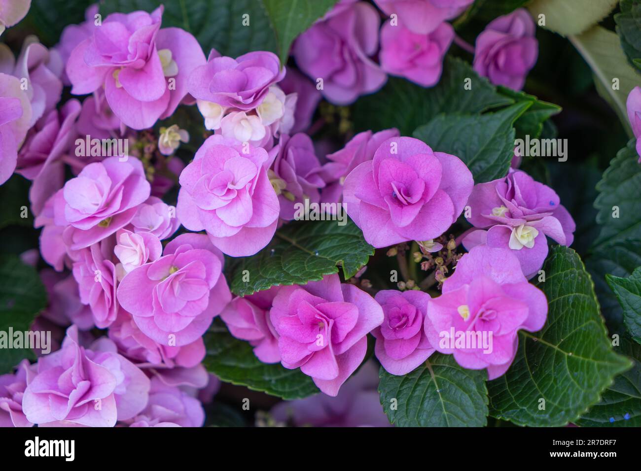 Hydrangea taiwan hi-res stock photography and images - Alamy