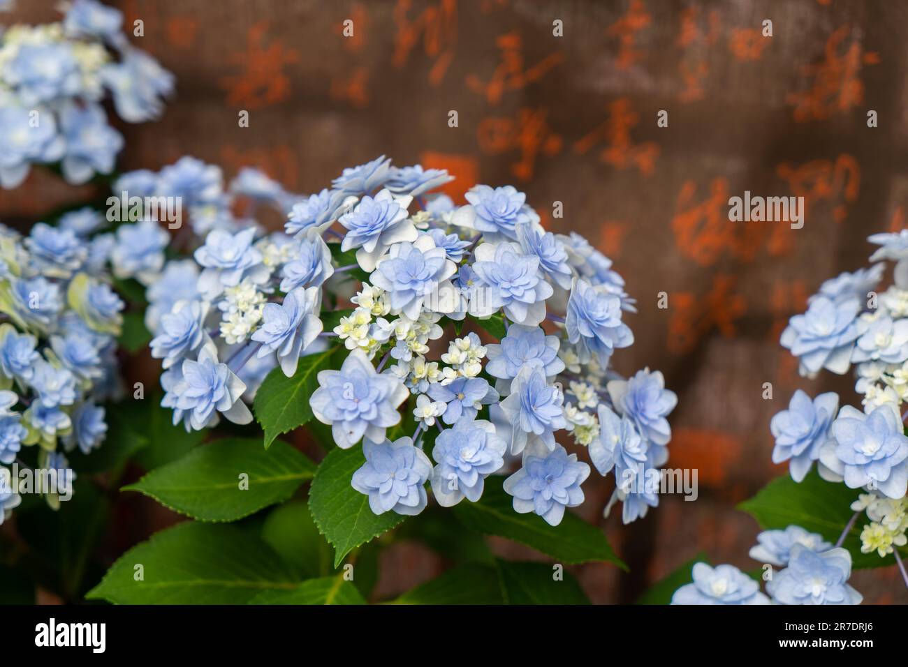 Blooming light blue, purple, pink, white hydrangeas in the garden ...