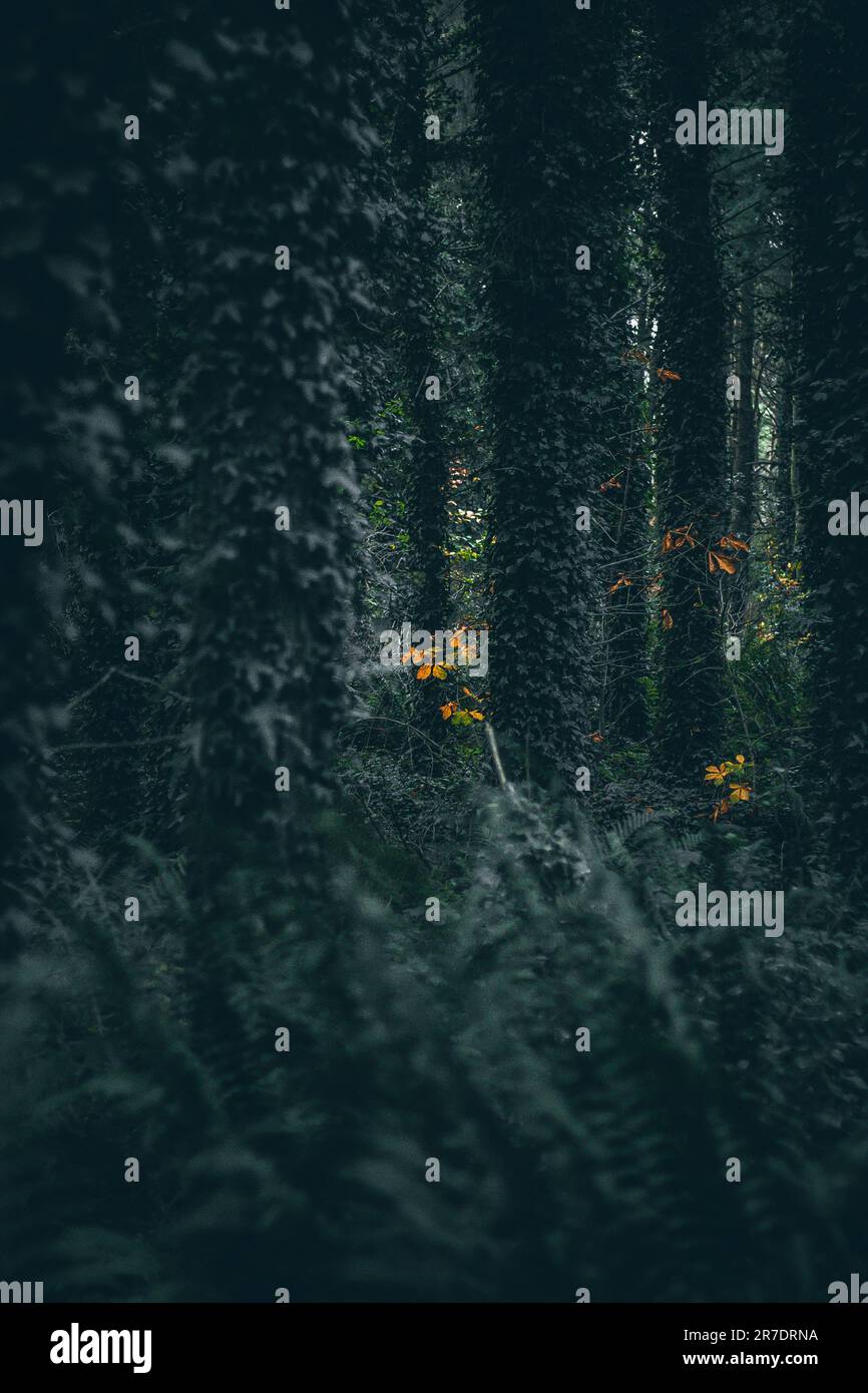 A mysterious nighttime scene of a dense forest with lush foliage of ...