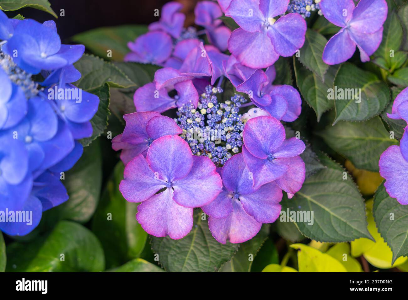 Blooming blue, purple, pink, white hydrangeas in the garden. Shilin Official Residence Hydrangea ...