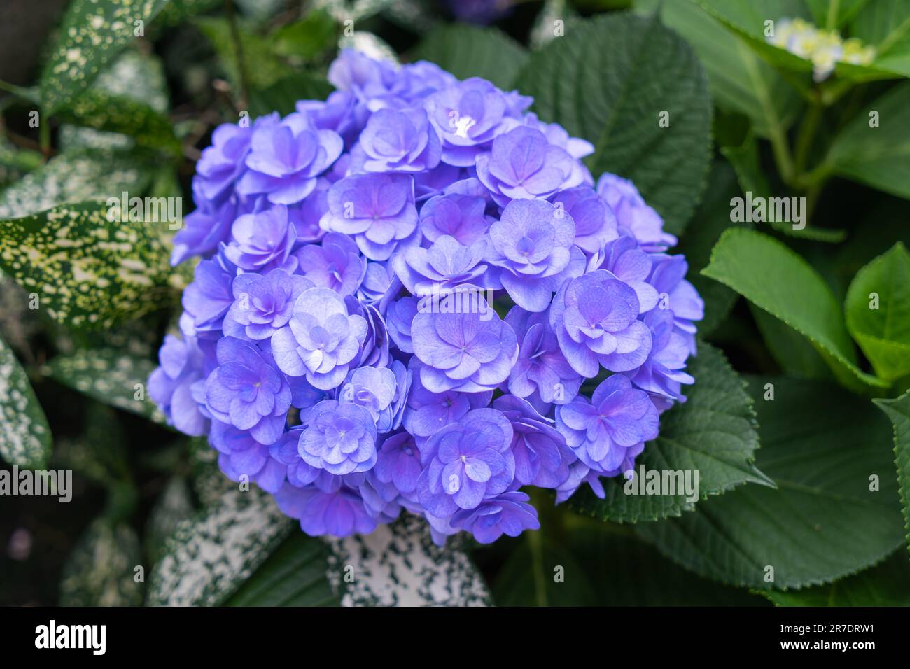 Blooming blue, purple, white hydrangeas in the garden. Shilin Official Residence Hydrangea ...