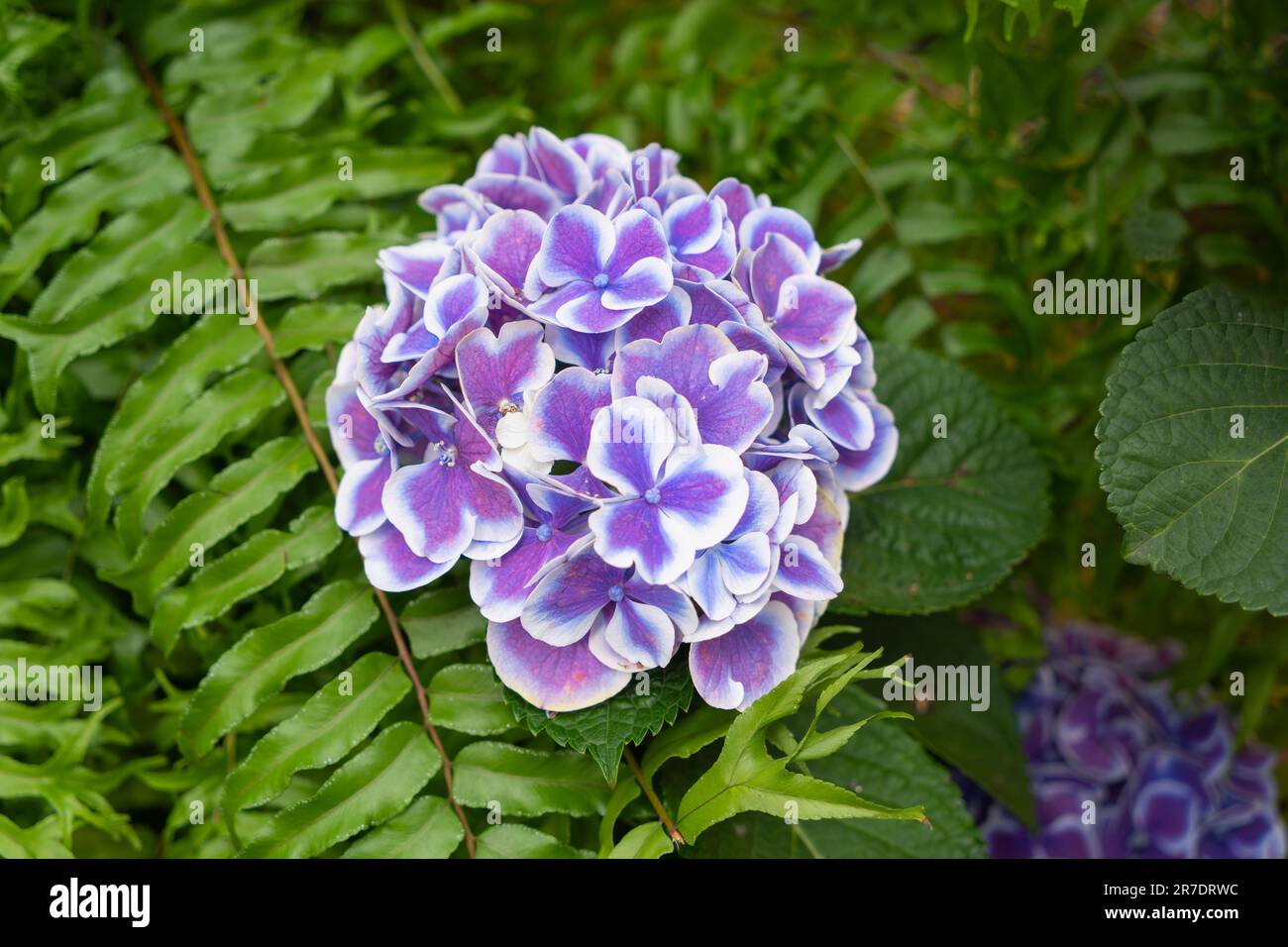 Blooming blue, purple, white hydrangeas in the garden. Shilin Official Residence Hydrangea ...