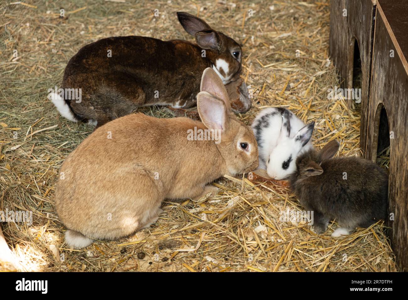Feeding rabbits on the farm, breeding and caring for rabbits Stock ...