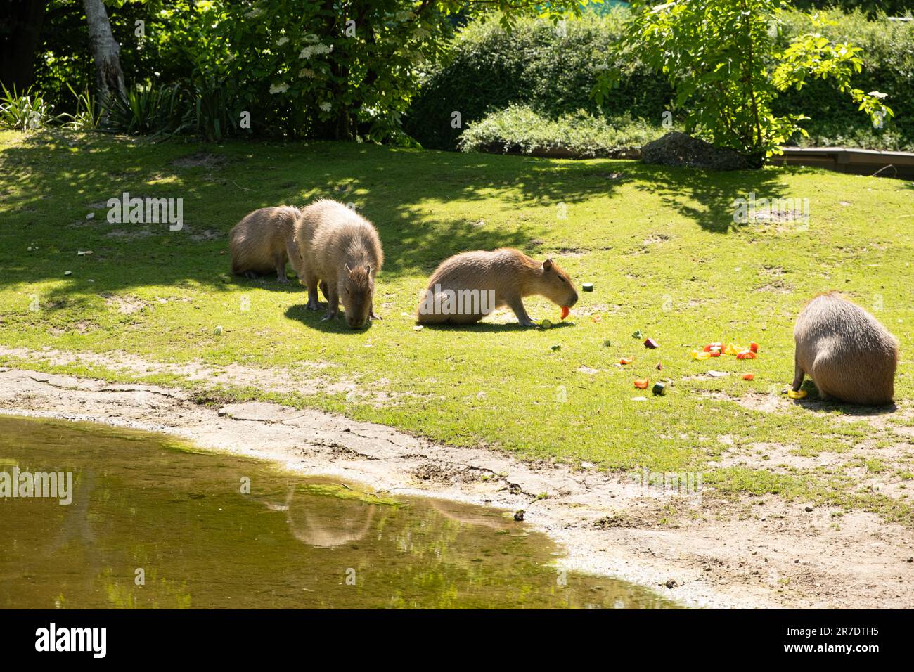 Capibara brasil hi-res stock photography and images - Alamy