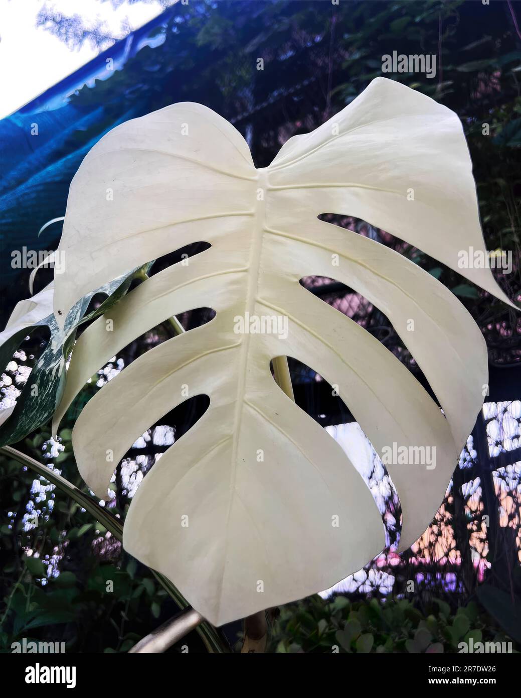 Monstera deliciosa variegata full moon hi-res stock photography and ...