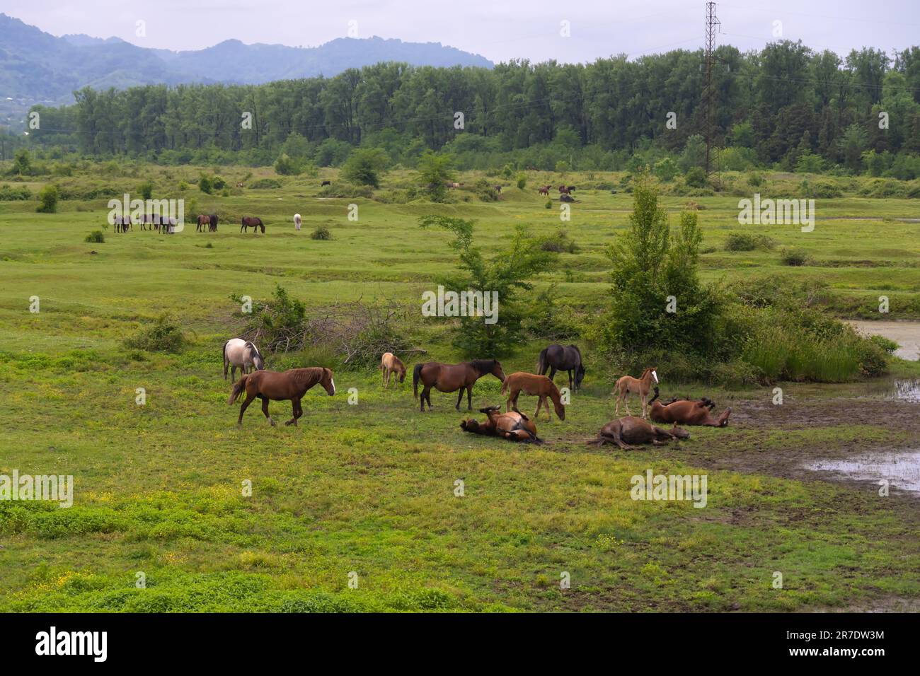 Many beautiful horses graze on a green field. Horses are rolling on the ...