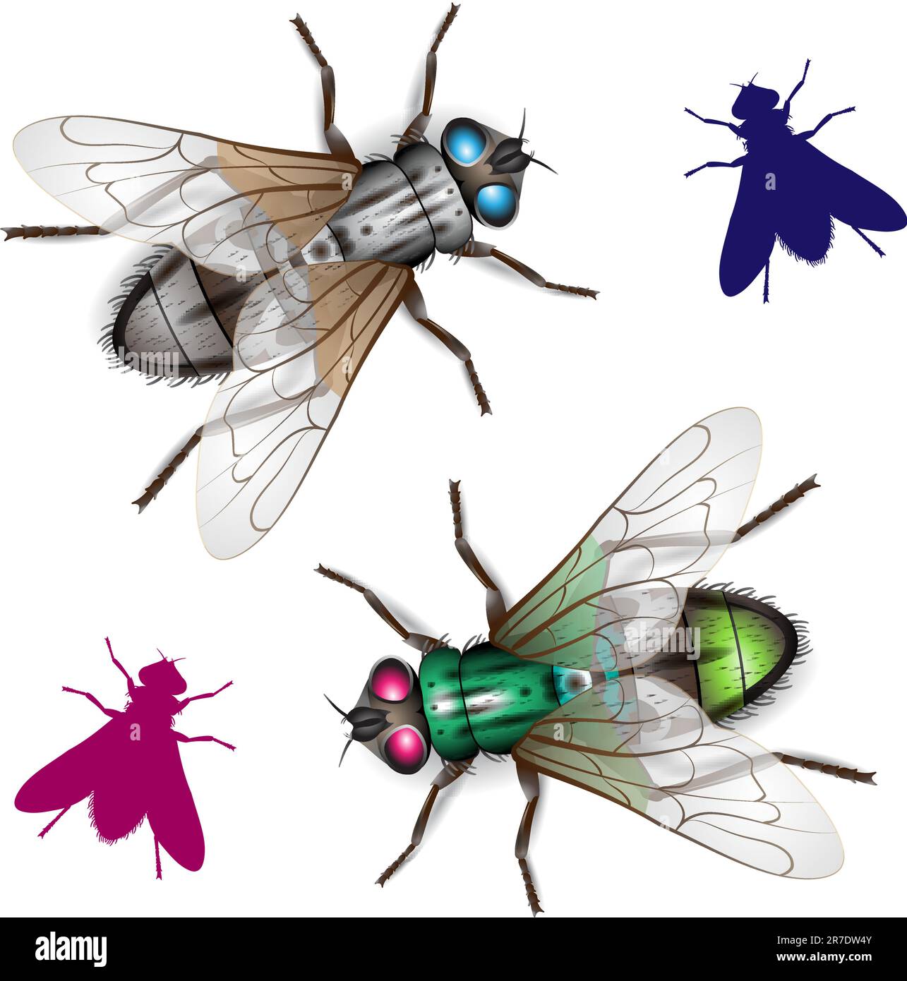 Housefly isolated on white background Stock Vector Image & Art - Alamy