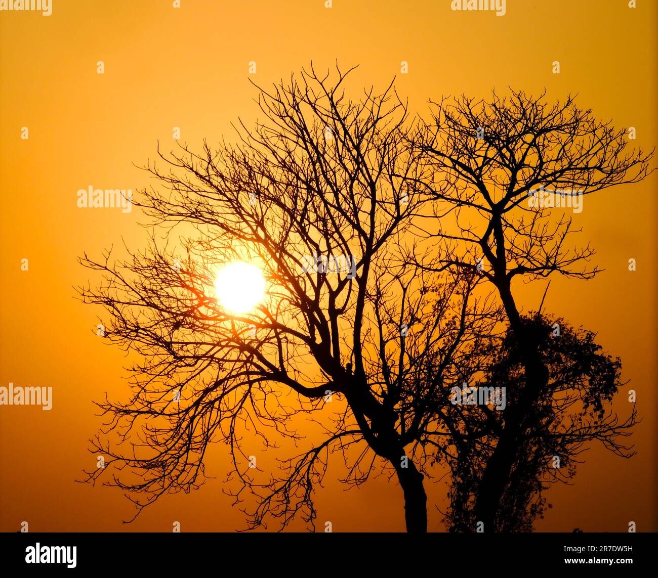 Tree branches reflection barren hi-res stock photography and images - Alamy