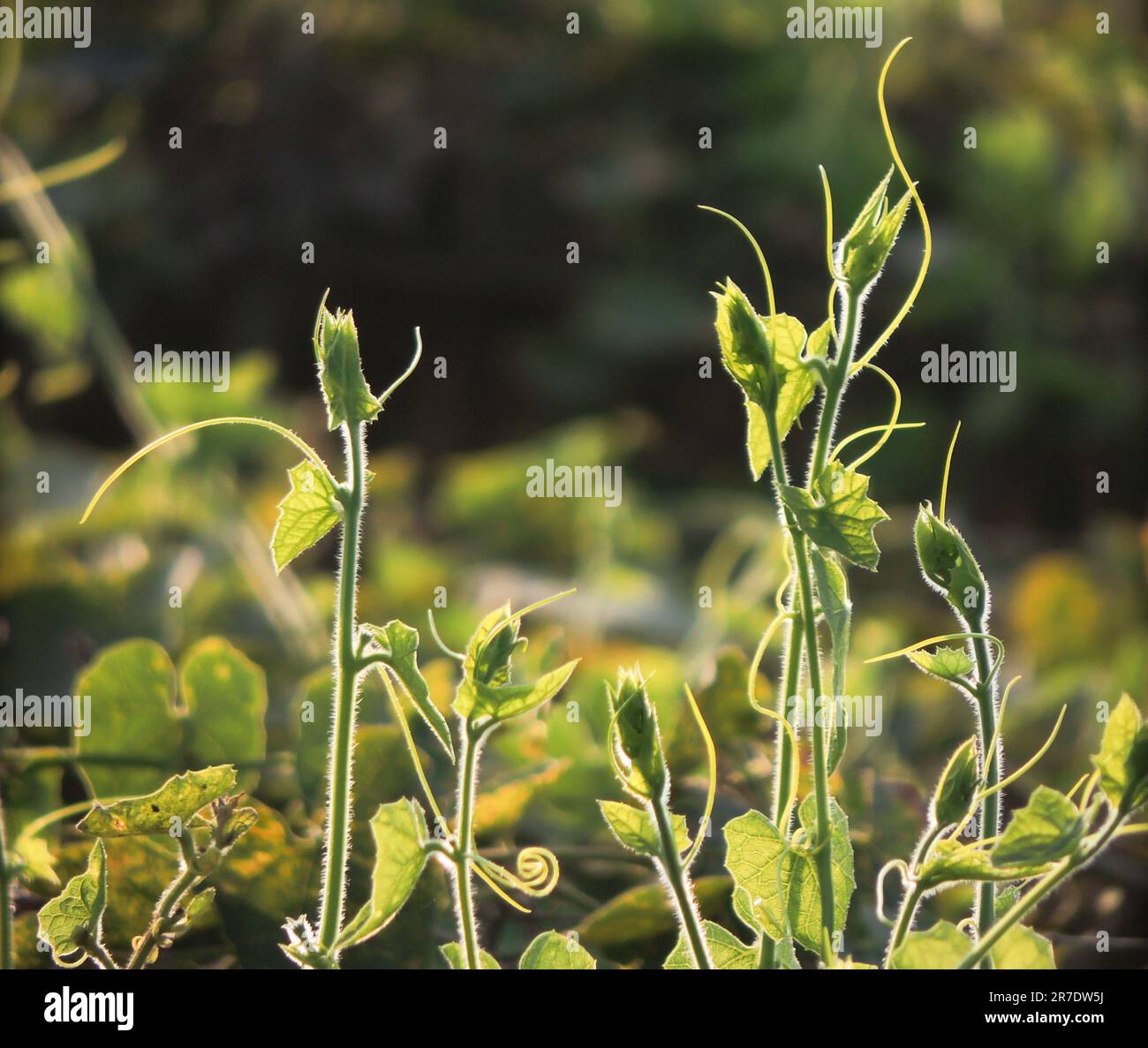 A vibrant field with green plants and stems of a shrub against a ...