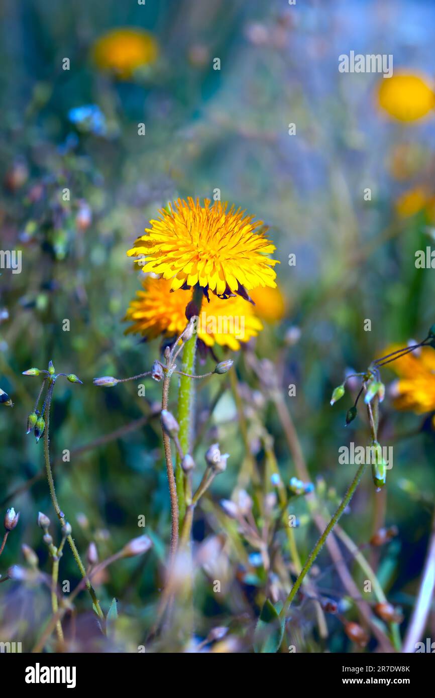 Yellow Dandelion Flowers Taraxacum officinale. Blooming dandelion ...