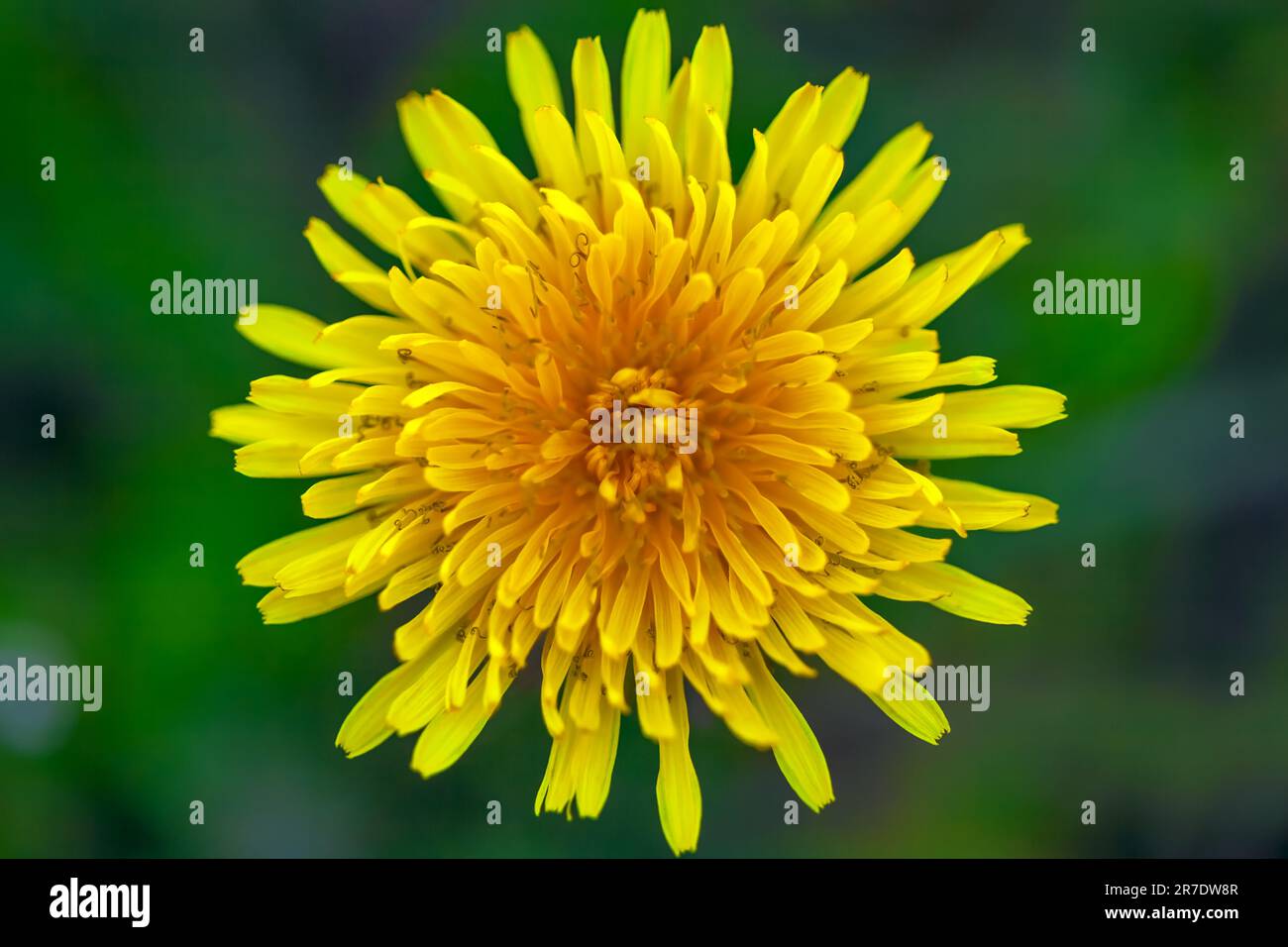 Dandelion close up.Dandelion on blue green background.Floral background ...