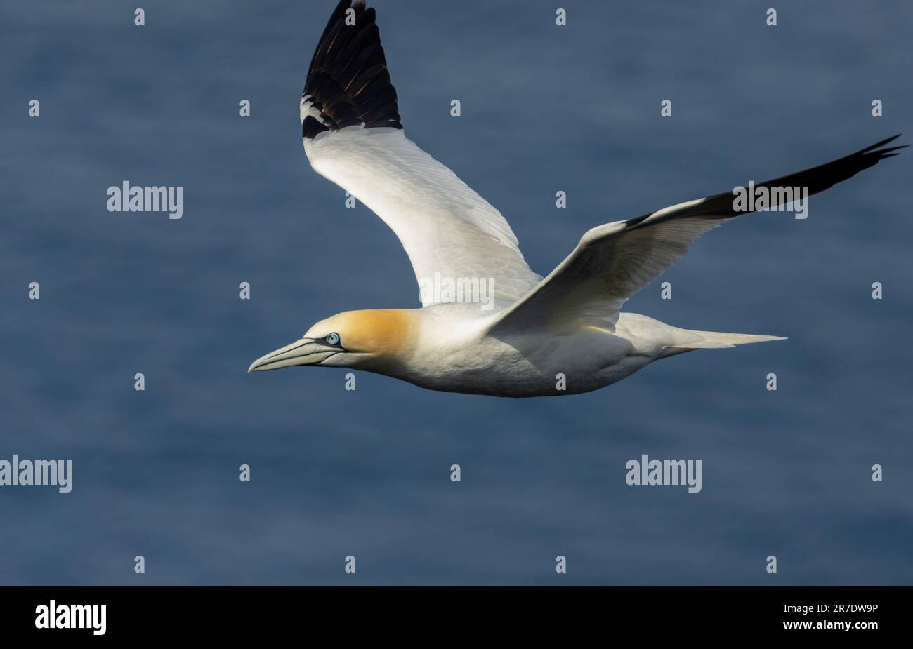 The Northern Gannet in flight Stock Photo - Alamy
