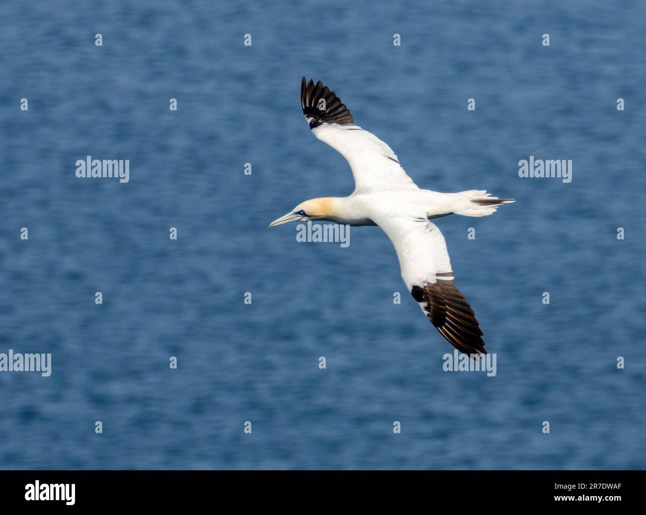 The Northern Gannet in flight Stock Photo - Alamy