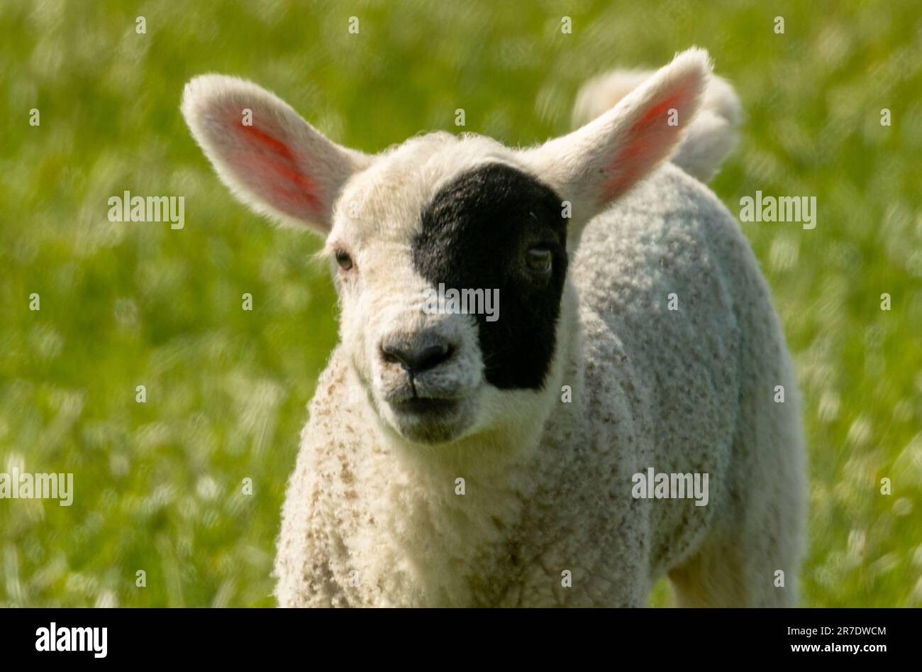 One Little Sheep
