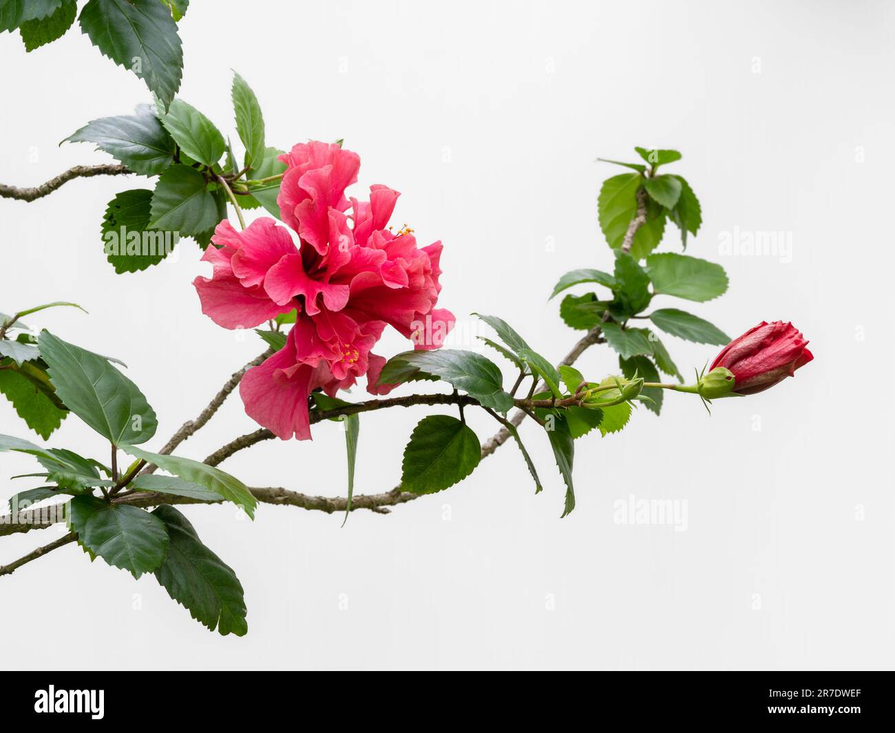 Closeup view of bright dark pink double hibiscus rosa sinensis flower ...