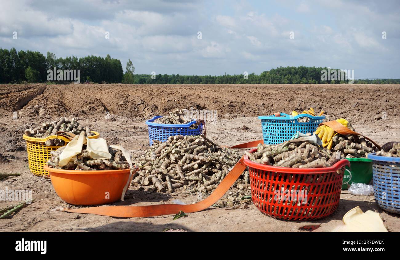Cassava preparation hi-res stock photography and images - Alamy