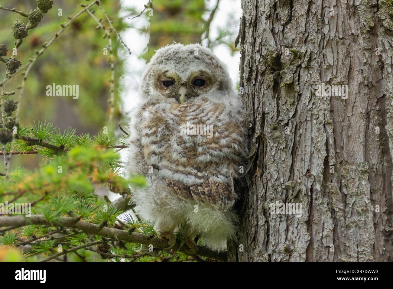 The tawny owl in its natural habitat Stock Photo - Alamy