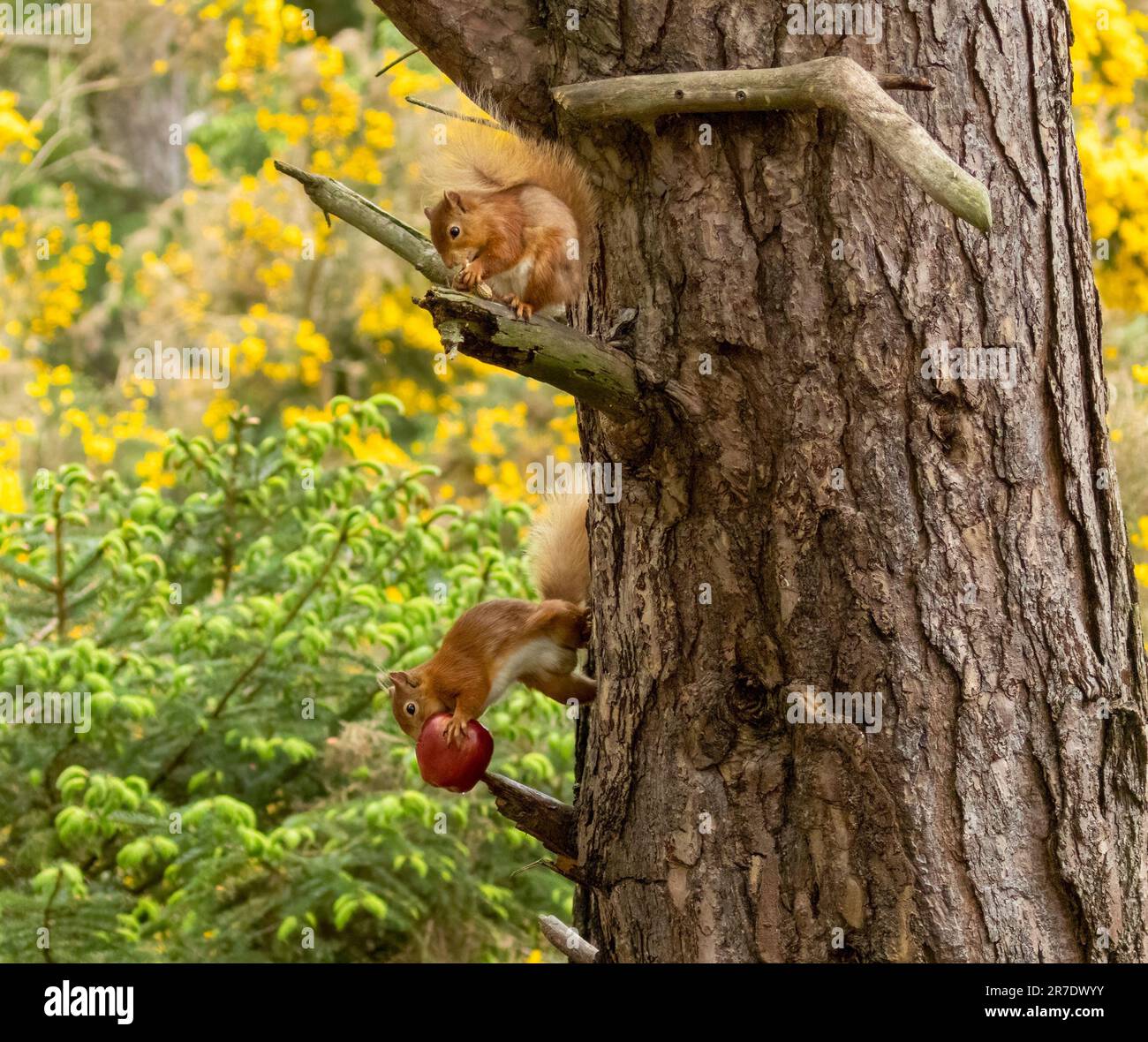 The two Scottish red squirrels on a tree Stock Photo - Alamy